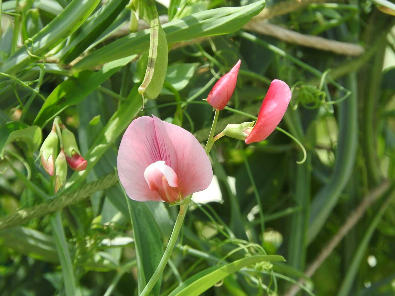 スイートピー 赤い花 ピンクの花 マメ科の花 無料写真 | bevepop フリー 写真素材 - 楽天ブログ
