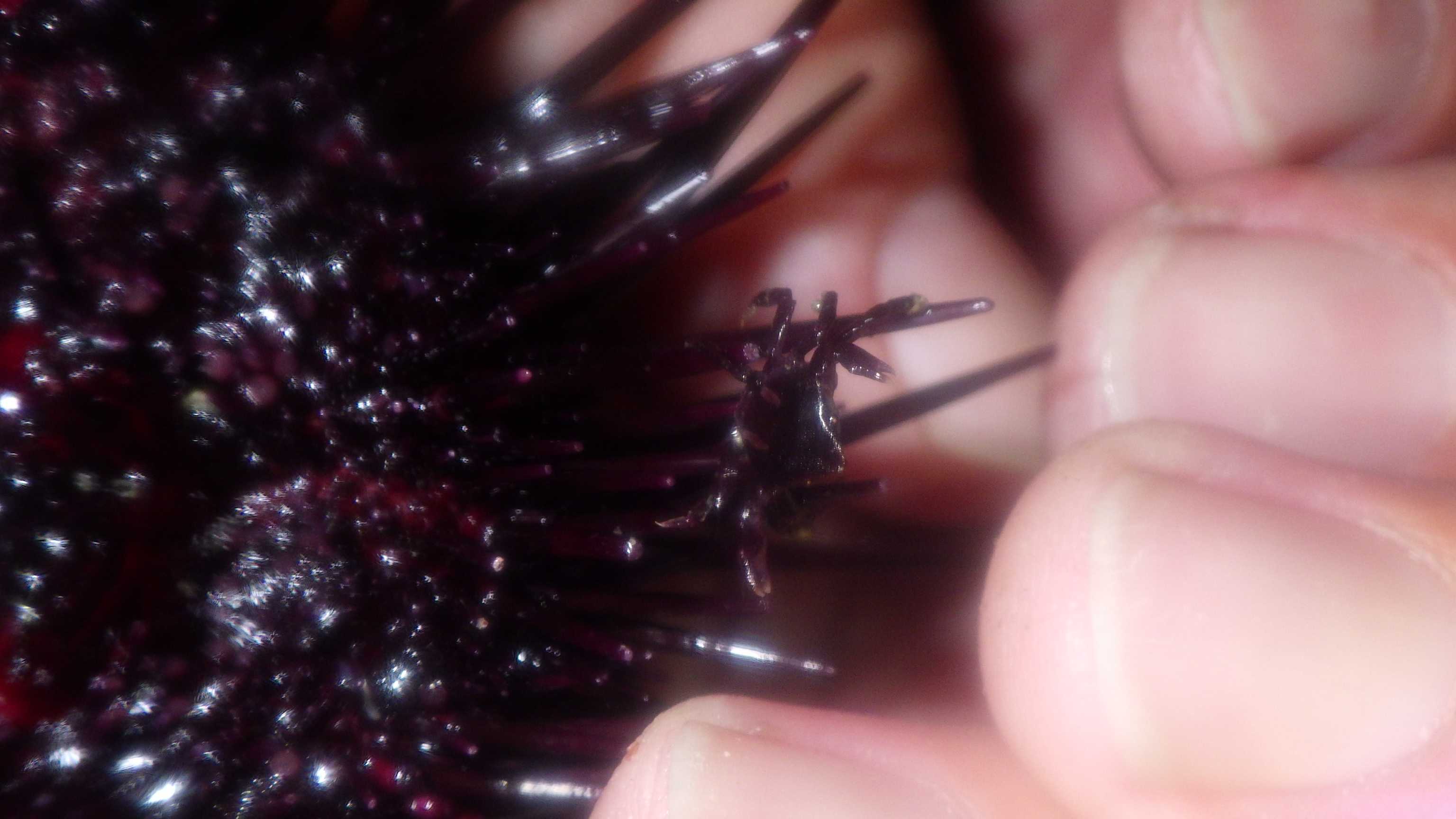 ムラサキゴカクガニ | ELFIN'S NOTE - 楽天ブログ