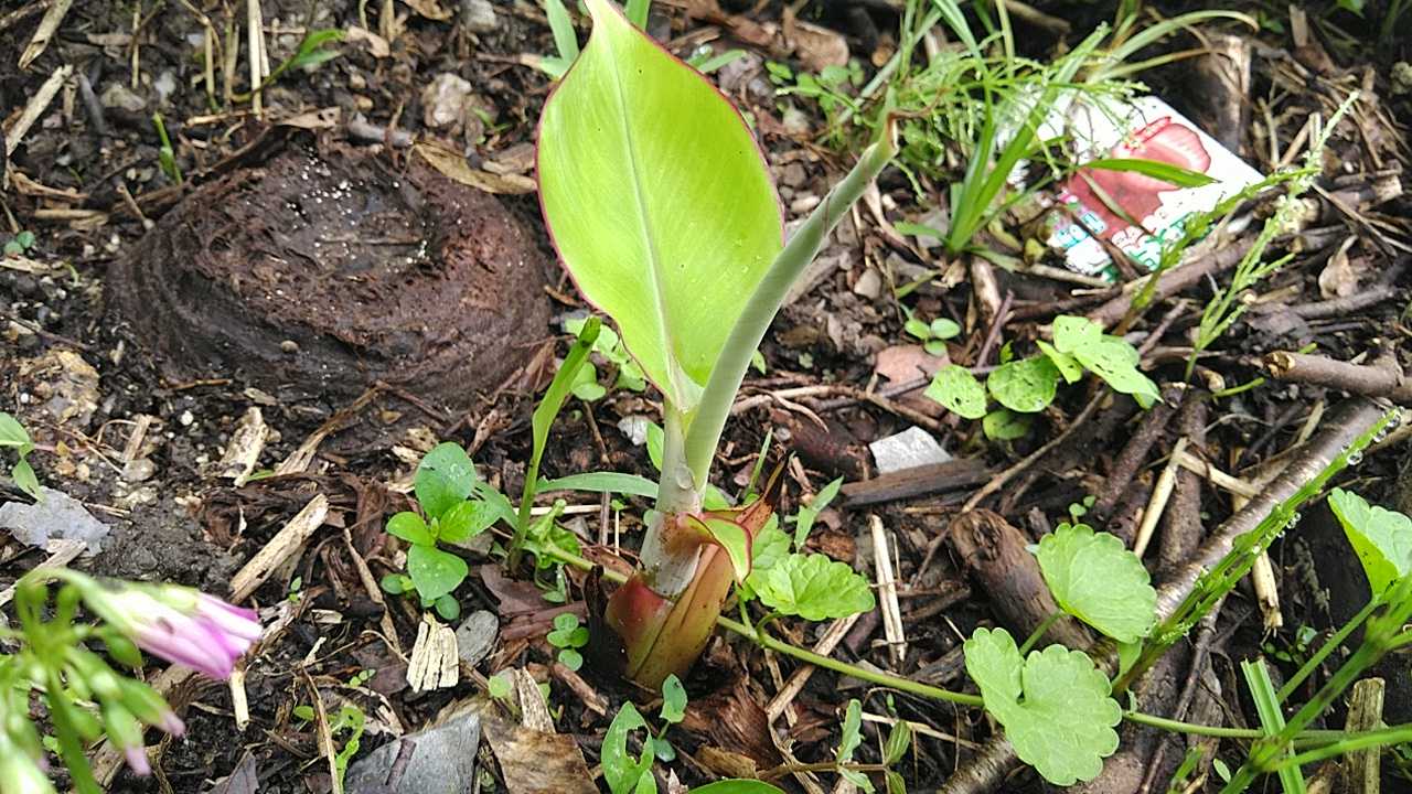 スキゾ逃農記 至善農園精舎 知足 離欲 精進編 | junbenのブログ - 楽天ブログ