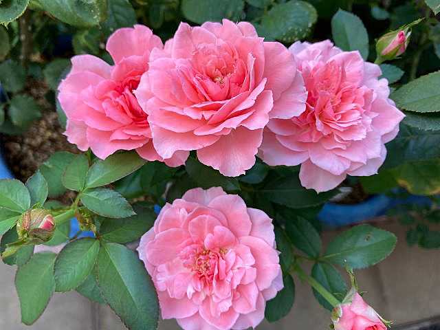 春のバラ～日陰者ジュードにちなむ「ジュードジオブスキュア」シェイクスピア劇主人公「スイートジュリエット」 | バラの美と香りを求めて - 楽天ブログ