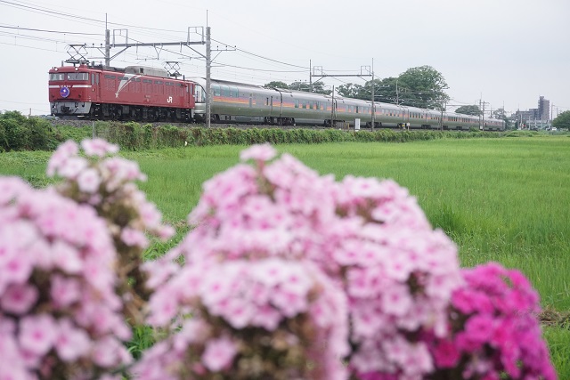 E655系｢なごみ｣ & EF81 133牽引 ｢カシオペア｣紀行 | 鉄人騎士。鉄 パワーランド(*^ω^*) - 楽天ブログ