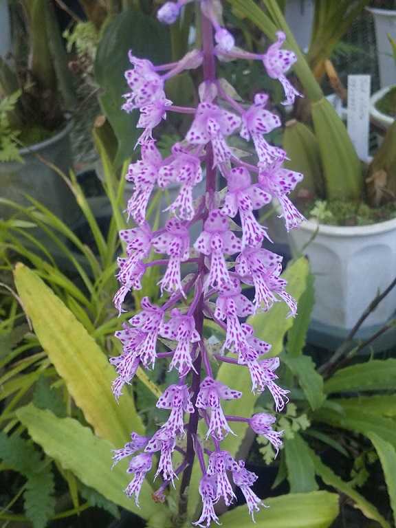 Coel.サルフレア、Bulb.グッチュラタム、Sngl.ロンギフォリア | ラン好きのページ - 楽天ブログ