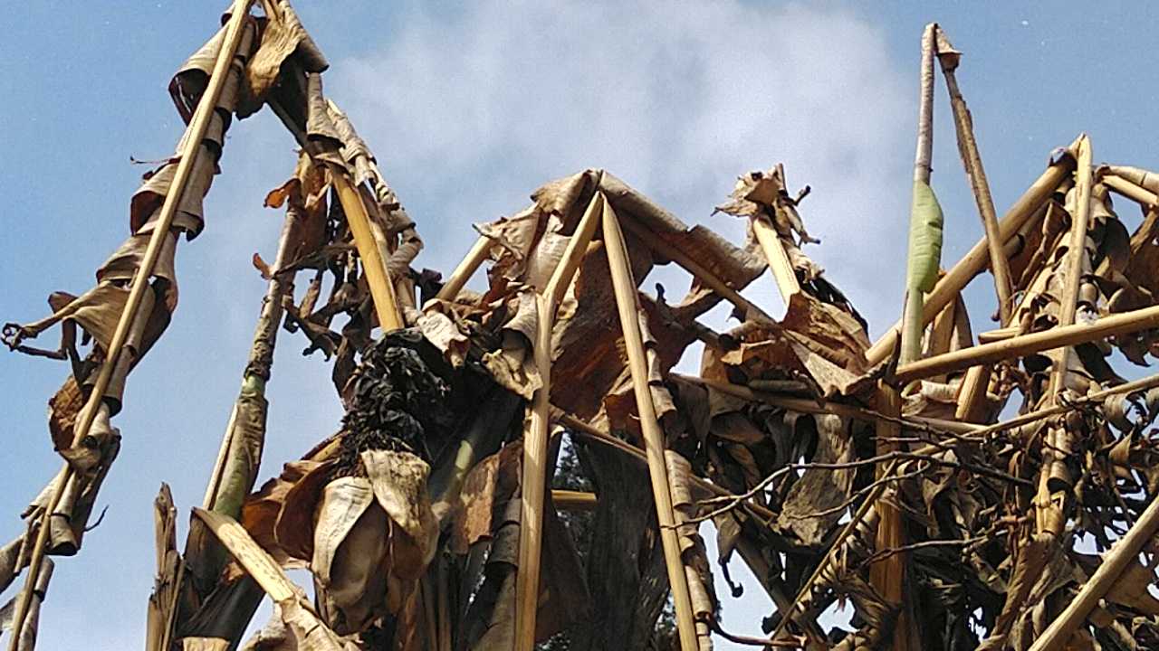 スキゾ逃農記 至善農園精舎 知足 離欲 精進編 | junbenのブログ - 楽天ブログ