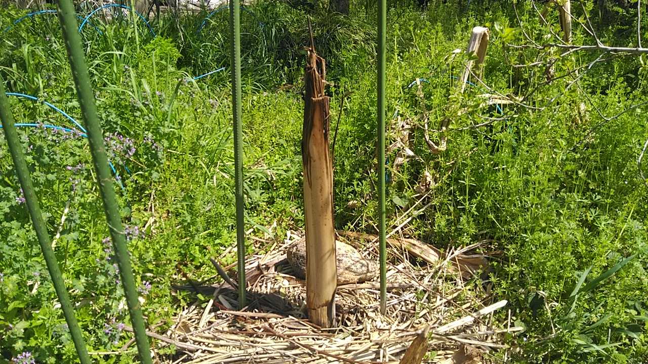スキゾ逃農記 至善農園精舎 知足 離欲 精進編 | junbenのブログ - 楽天ブログ