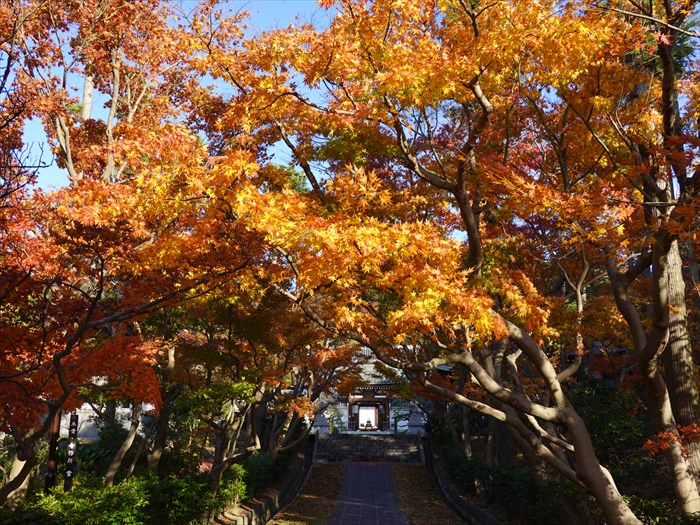 今年も地元の「天嶽院」の紅葉を愛でに(その1) | JINさんの陽蜂農遠日記 - 楽天ブログ