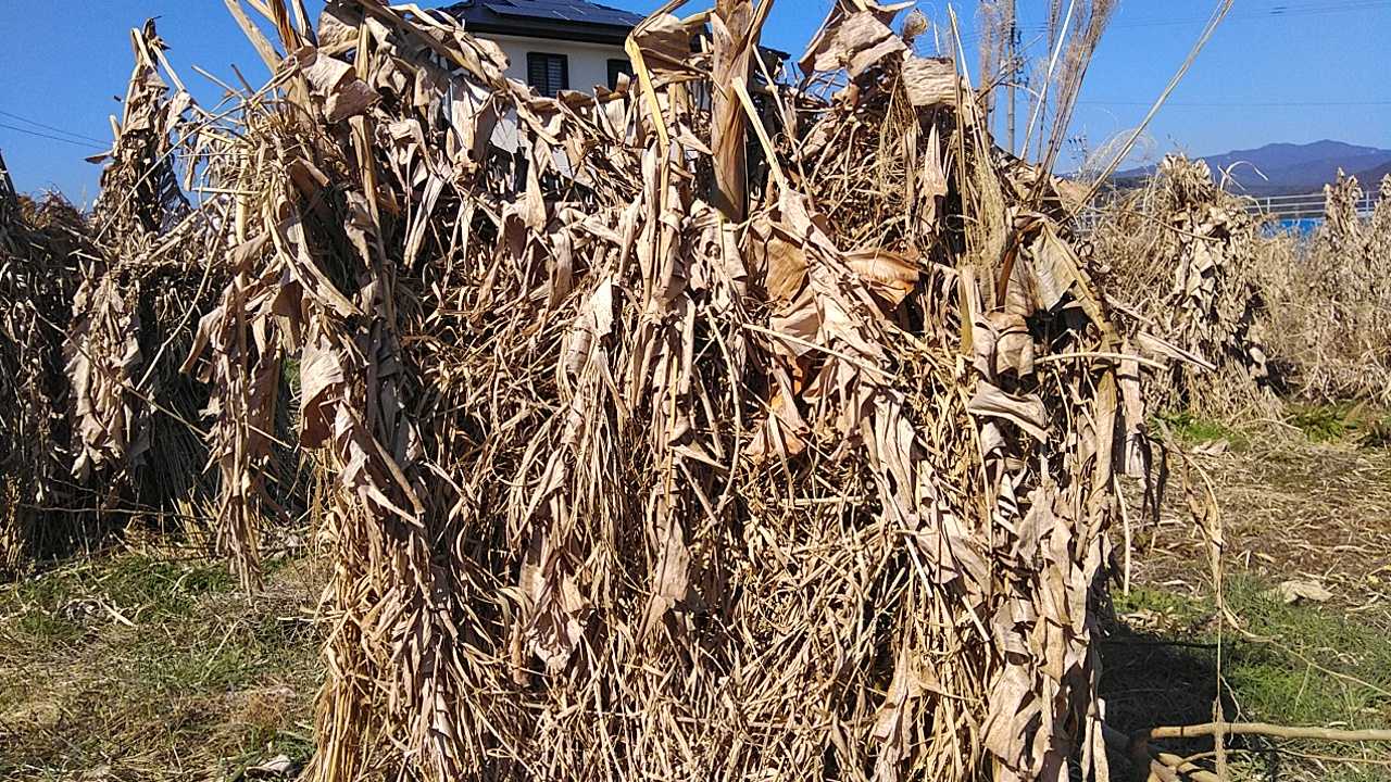 スキゾ逃農記 至善農園精舎 知足 離欲 精進編 | junbenのブログ - 楽天ブログ