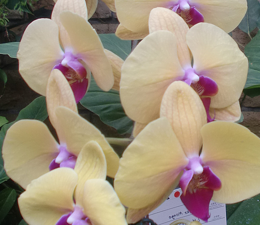 バンブ－ハウス沖縄 第36回沖縄国際洋蘭博覧会 73 鉢物部門 ラン科ファレノプシス属 13 Phal.Lianher Mango 'LH ...