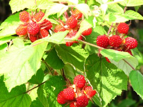 春の準備 | 自然生活 - 楽天ブログ