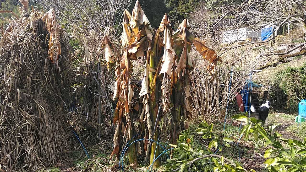 スキゾ逃農記 至善農園精舎 知足 離欲 精進編 | junbenのブログ - 楽天ブログ