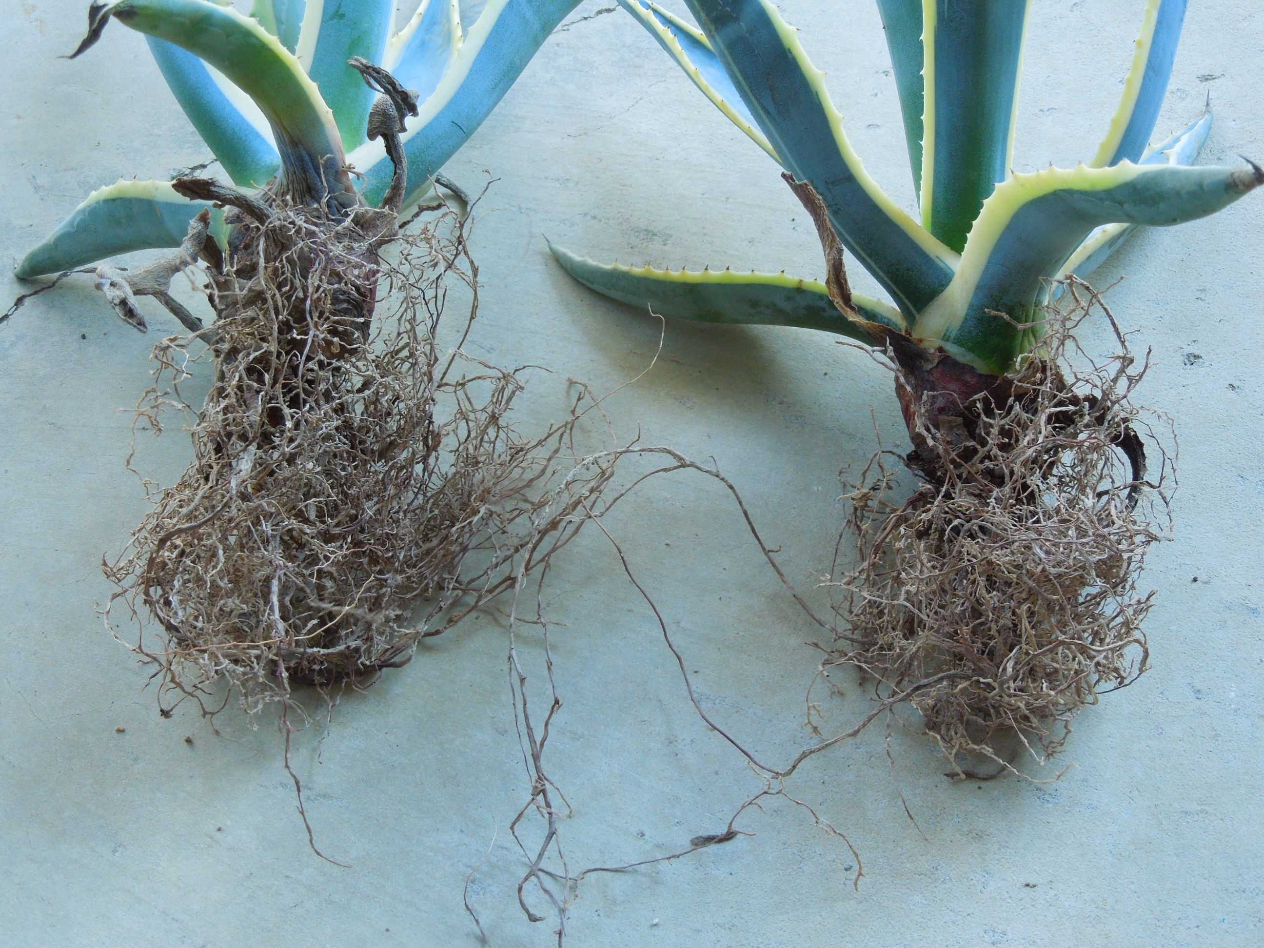 アガベ･アメリカーナ･マルギナータ(Agave americana var.marginate ) | 小平太1098のブログ - 楽天ブログ