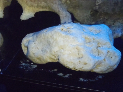 Antennarius indicusさんのどうでもいいこと | 海水魚が好き！ - 楽天ブログ