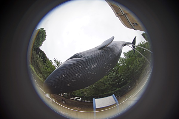 Peleng 8mm f3.5 fisheye circular（ベラルーシ産円周魚眼） | グラット氏のお気に入り SECOND - 楽天ブログ