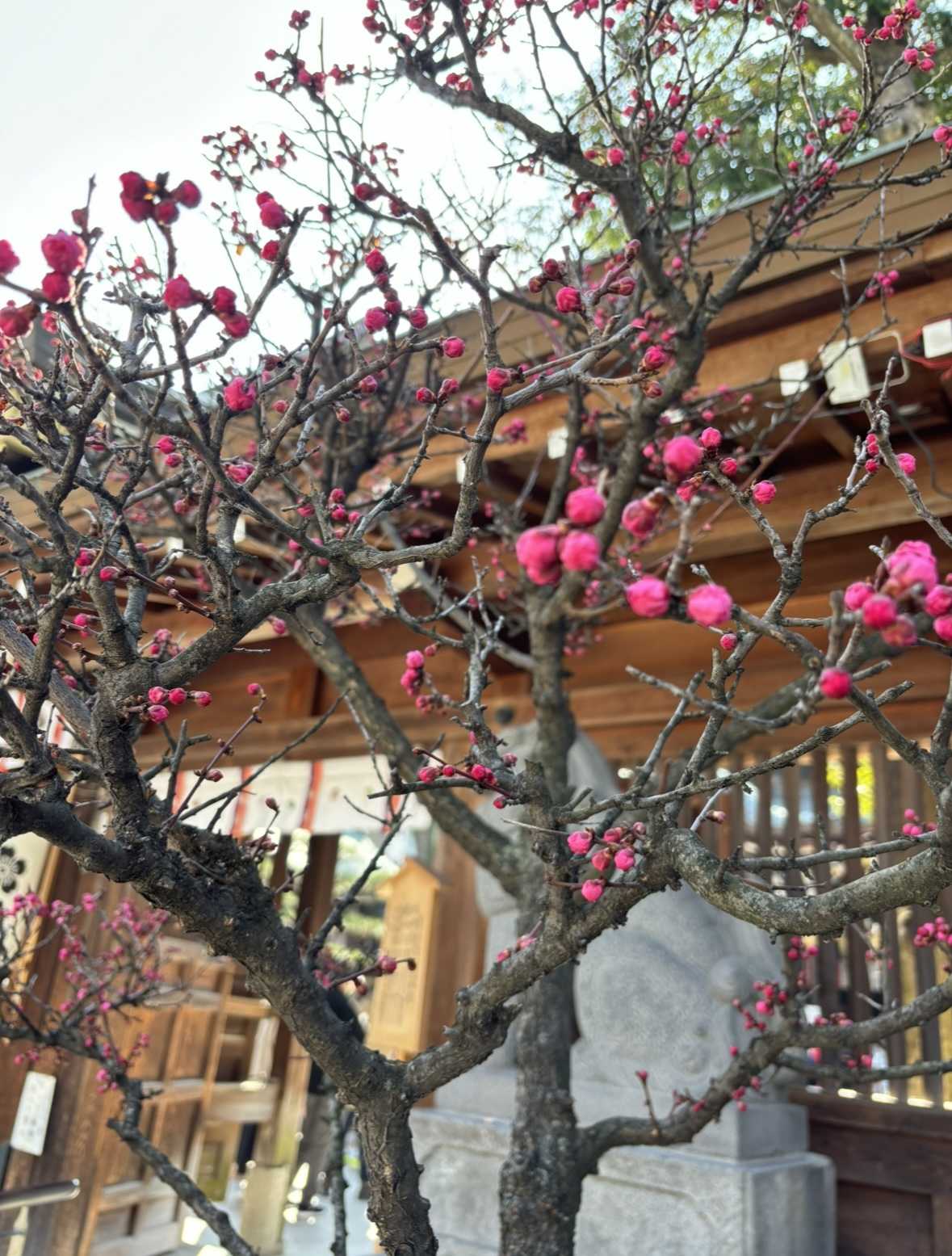 クルーズ船入港～飲食ネタ～三寒四温。 | 福岡・博多 人力車出張サービスで思い出イベント あなたの夢を運びます！博多人力屋 - 楽天ブログ