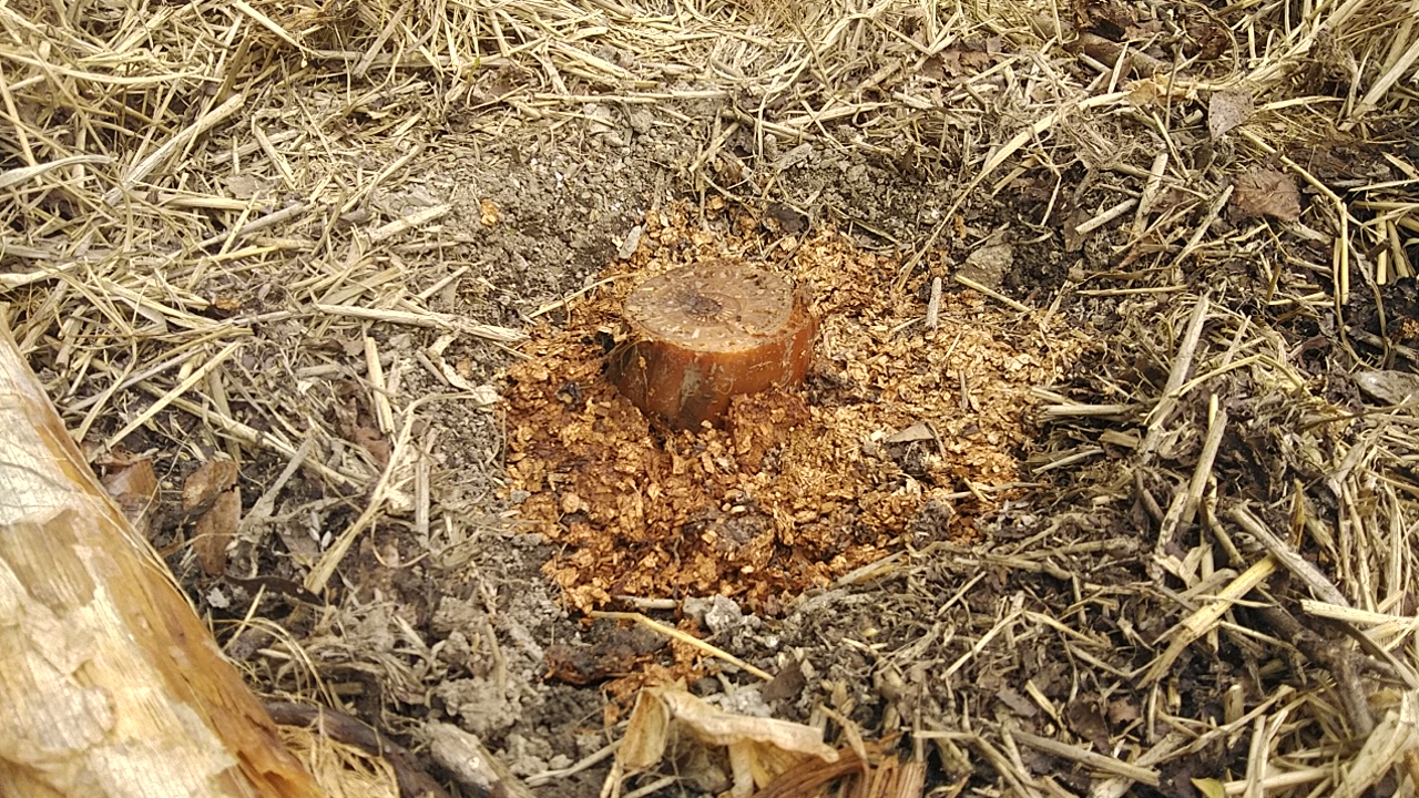 スキゾ逃農記 至善農園精舎 知足 離欲 精進編 | junbenのブログ - 楽天ブログ