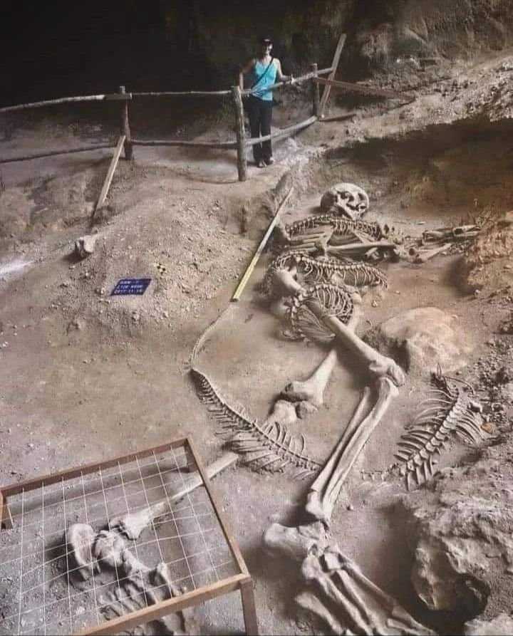 巨人の骨 | みやひょんの青春真っ盛り - 楽天ブログ