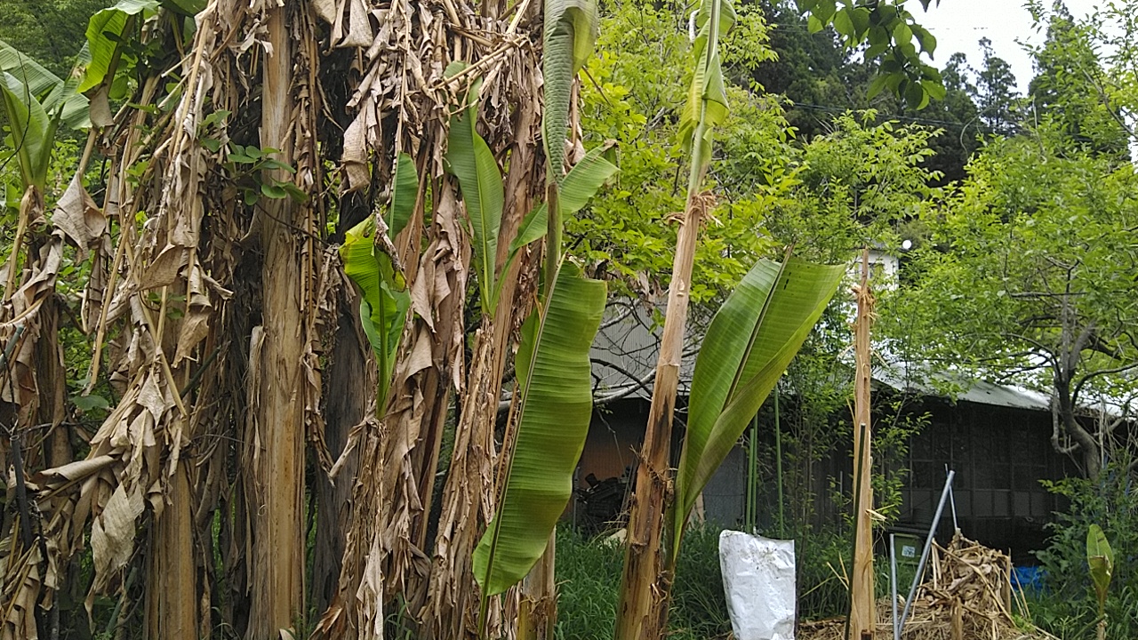 スキゾ逃農記 至善農園精舎 知足 離欲 精進編 | junbenのブログ - 楽天ブログ