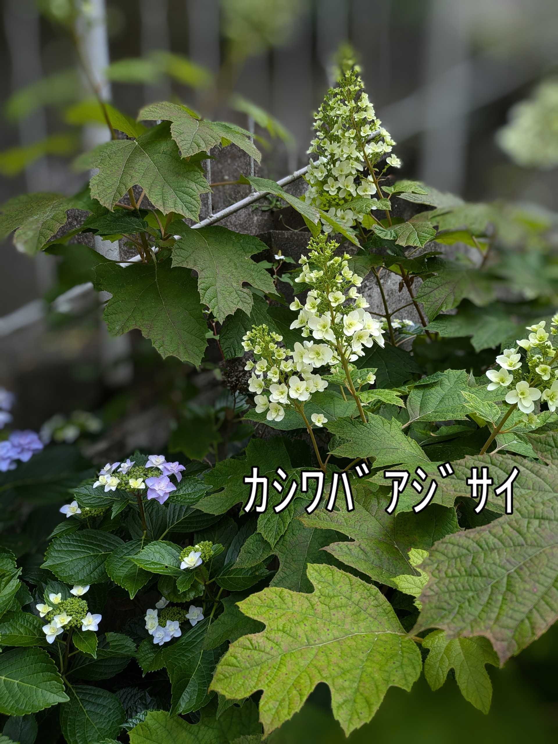 ぶりの塩焼き 冷奴 石垣島の生もずく 柏葉紫陽花 | 01031006junのブログ