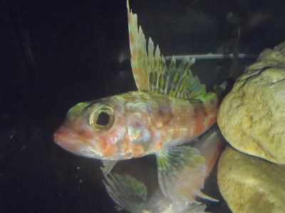 2013年を振り返って…その6：ハタタテヒメ（Aulopus sp.） | 海水魚が好き！ - 楽天ブログ