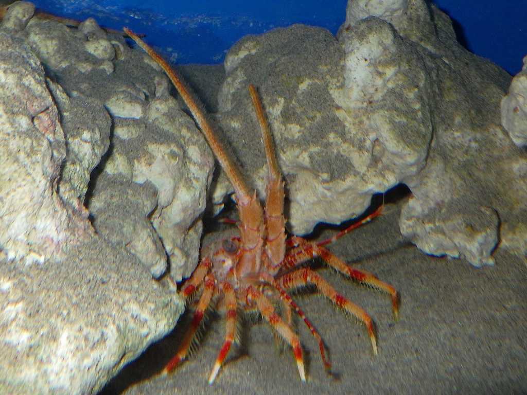 エビとカニの水族館2018年12月下旬：エリマキエビやワグエビなど | 海水魚が好き！ - 楽天ブログ