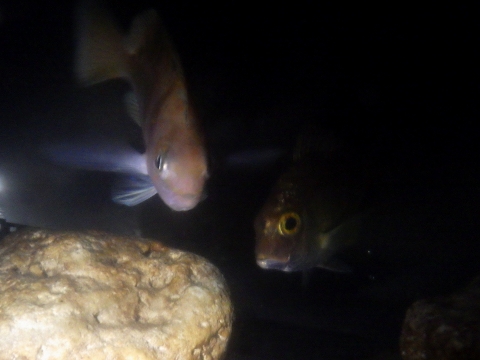 キビレアカレンコ（Dentex abei） | 海水魚が好き！ - 楽天ブログ