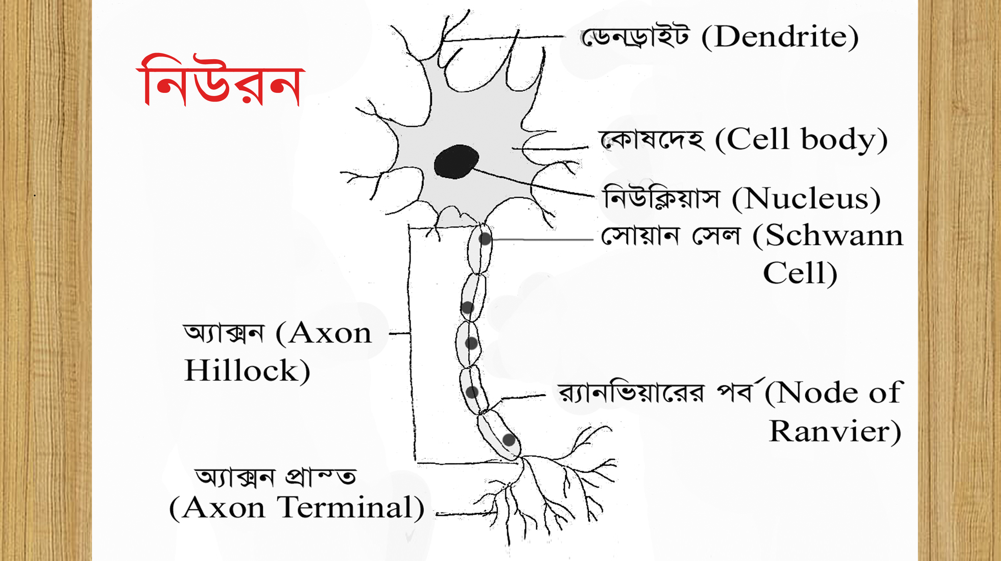 Neuron Cell Drawing Easy | How to Draw Neuron Diagram Easily | How to ...