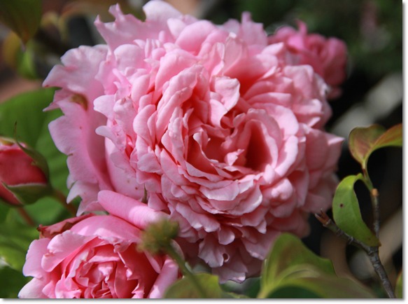 Chant Rose Misato & Bienvenue | ::TORTEといっしょ:: ～ LIFE with トルテ ～ - 楽天ブログ