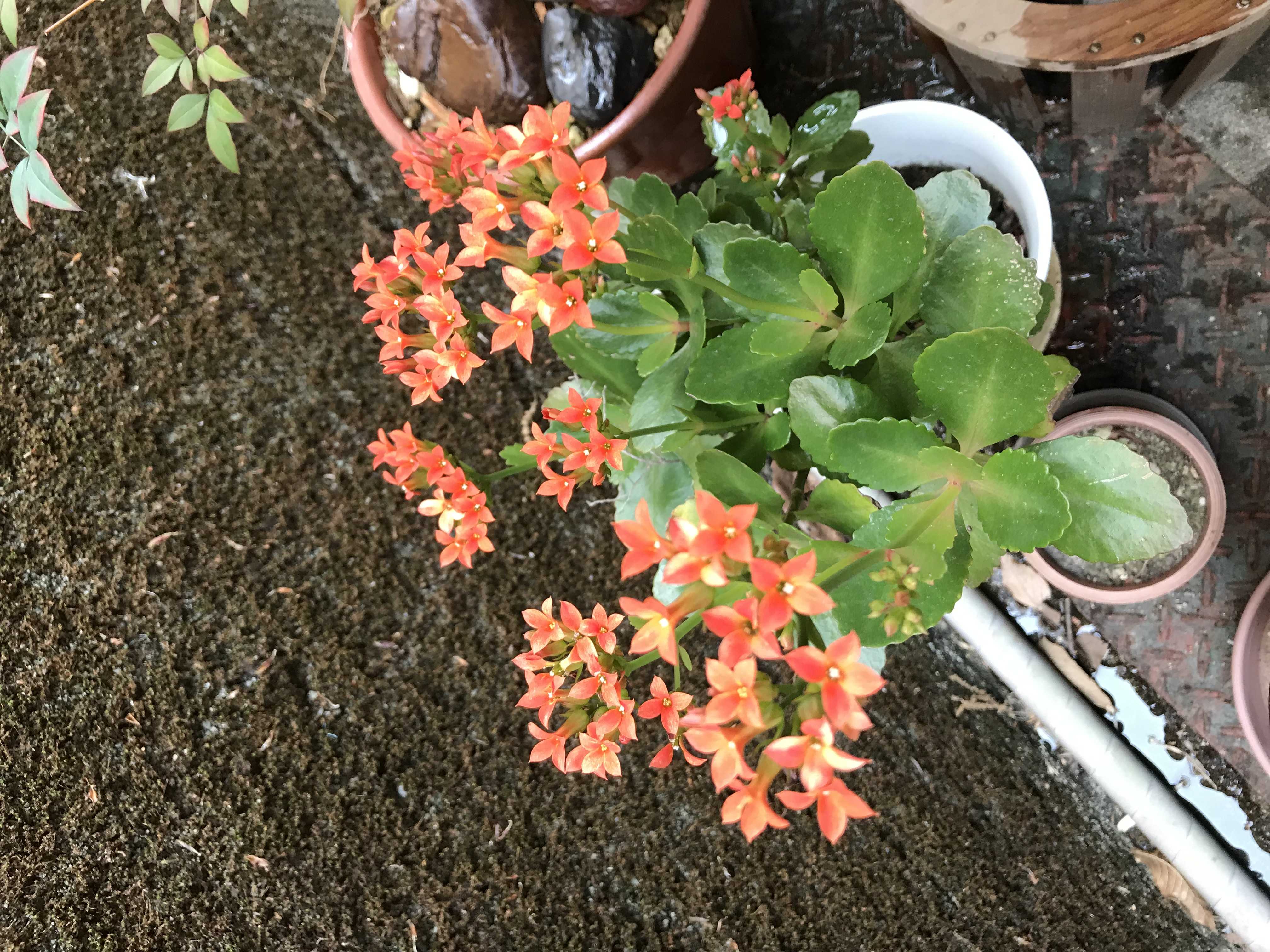 眼高手低・NPB | 63歳からの挑戦 - 楽天ブログ