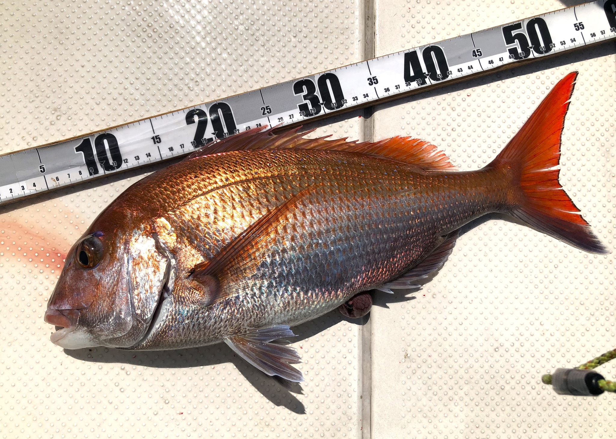 真鯛53cm・2kg | 中澤さかな日記 - 楽天ブログ