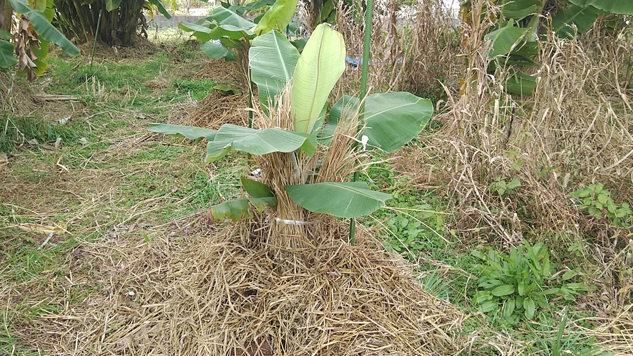 スキゾ逃農記 至善農園精舎 知足 離欲 精進編 | junbenのブログ - 楽天ブログ