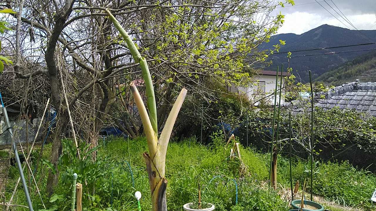 スキゾ逃農記 至善農園精舎 知足 離欲 精進編 | junbenのブログ - 楽天ブログ