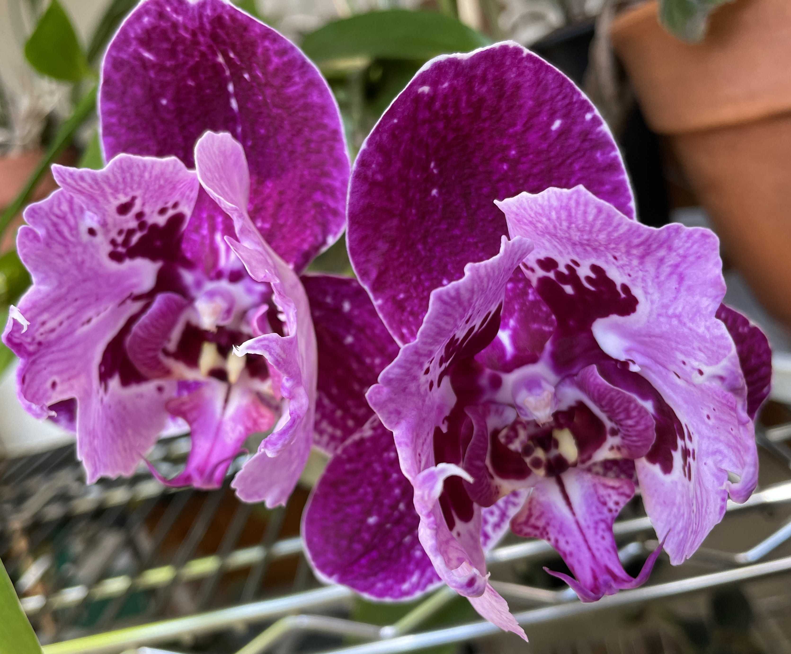 Phalaenopsis peloric flower | TK'S NOVELTY PLANTS - 楽天ブログ