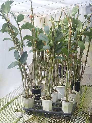 C.ペリニーfma.セルレア、チョコレート・ドロップ'コダマ'、Gom.ラディカンス | ラン好きのページ - 楽天ブログ