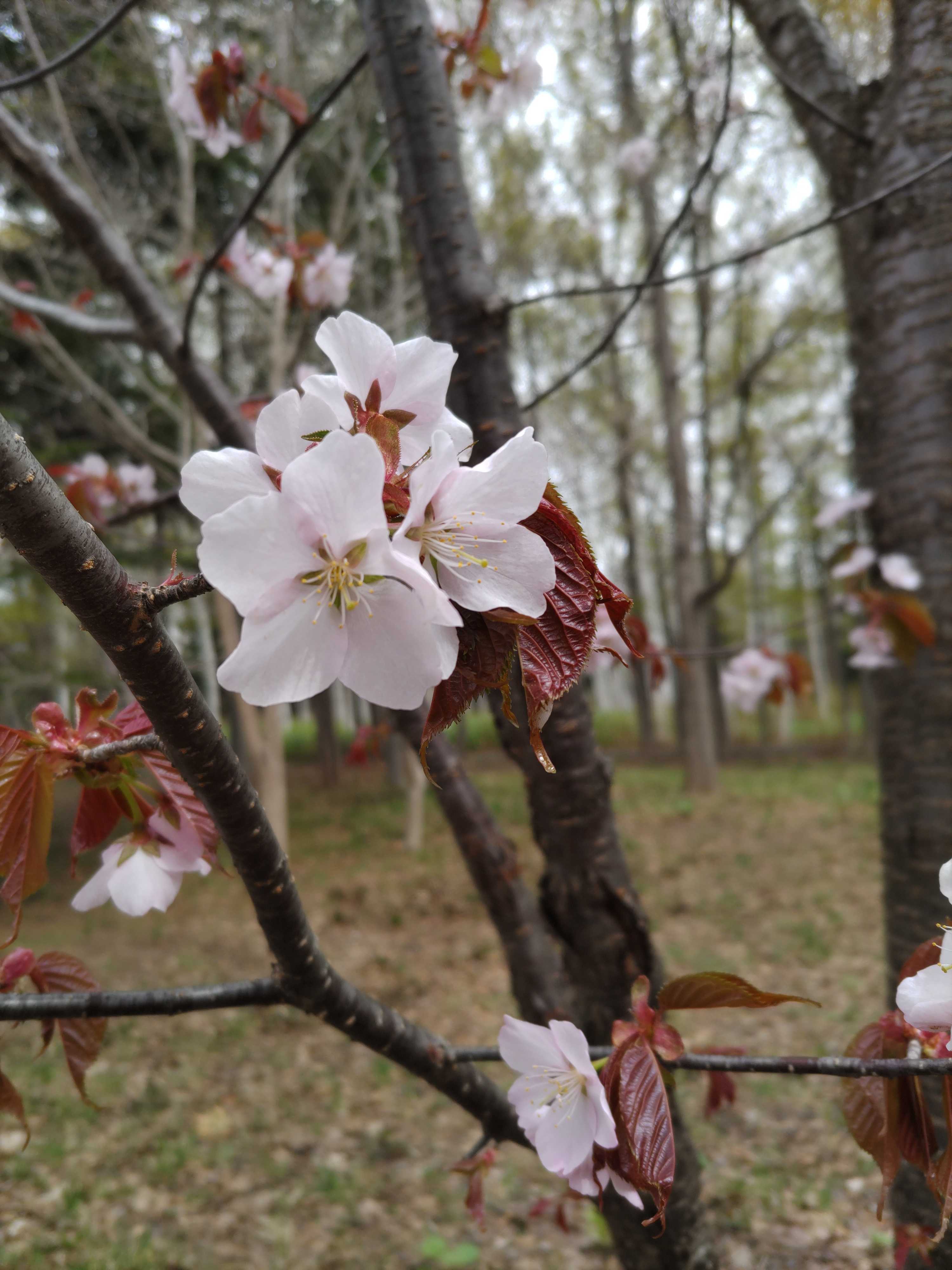 満開の桜 七宝焼の工房 アトリエ和か（のどか）のブログ 楽天ブログ