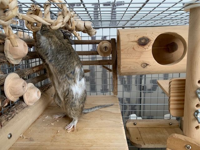 久しぶりの遊びに大喜び | デグーと金魚に癒されちゅう - 楽天ブログ