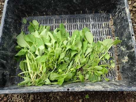 カブ間引き&冬至カボチャ拡大☆葉山農園（10月中旬） | 暇人主婦の家庭菜園 - 楽天ブログ