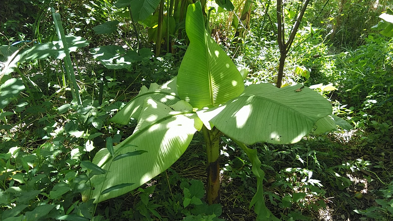 スキゾ逃農記 至善農園精舎 知足 離欲 精進編 | junbenのブログ - 楽天ブログ