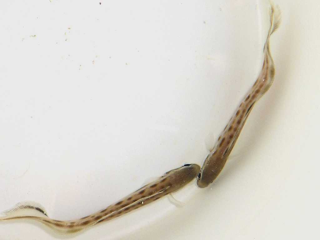 ウミドジョウのニョロニョロ感、半端ないっす | 海水魚が好き！ - 楽天ブログ