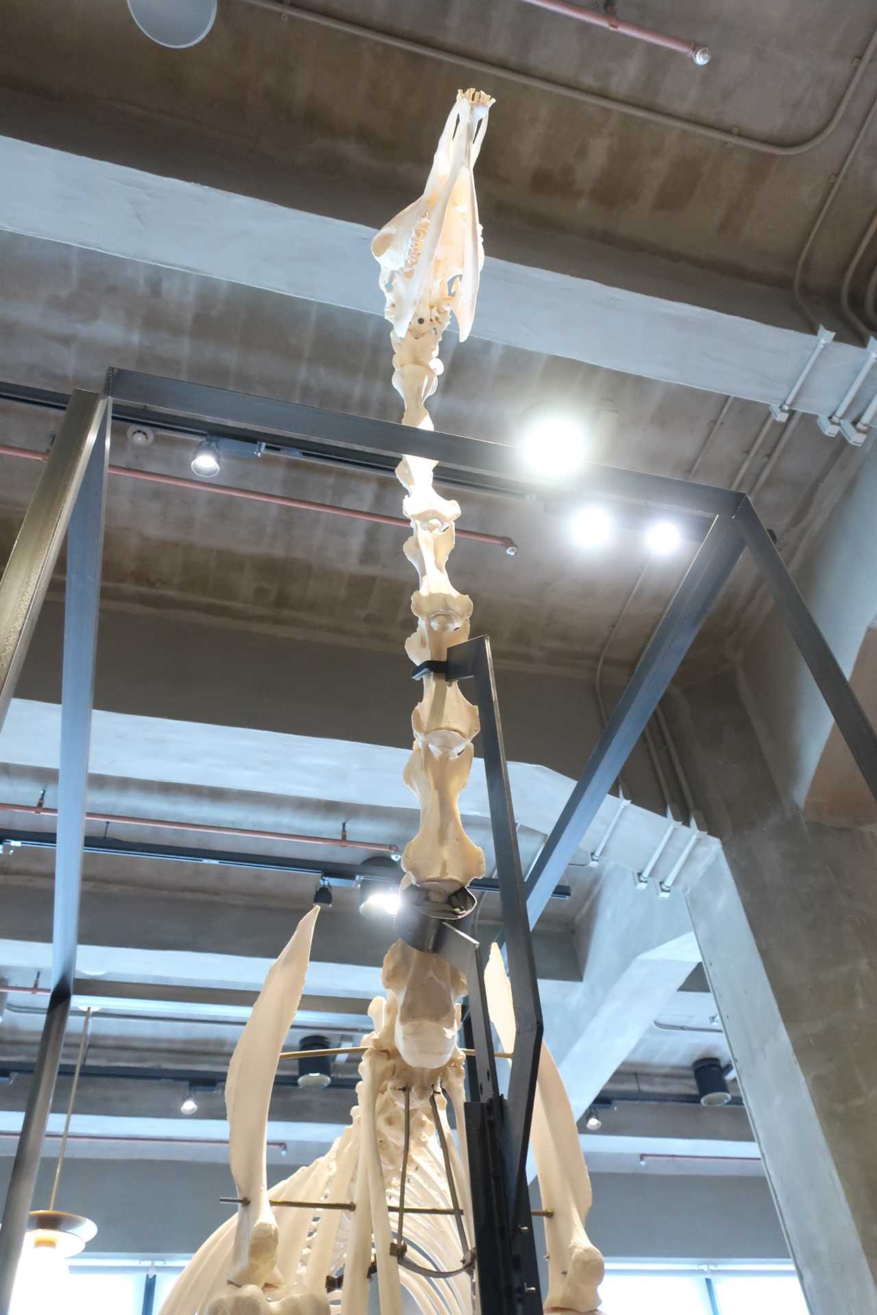 東京駅 KITTE インターメディアテク (無料の博物館） | イルカカメラとわんわんWinとねこMac - 楽天ブログ