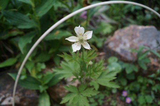 今日のガーデン | 気ままなgiorni - 楽天ブログ