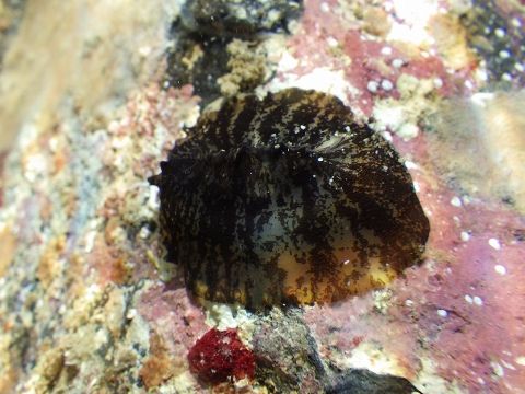 串本磯採集2018年6月上旬：セトミノウミウシとか、オトメガサとか | 海水魚が好き！ - 楽天ブログ