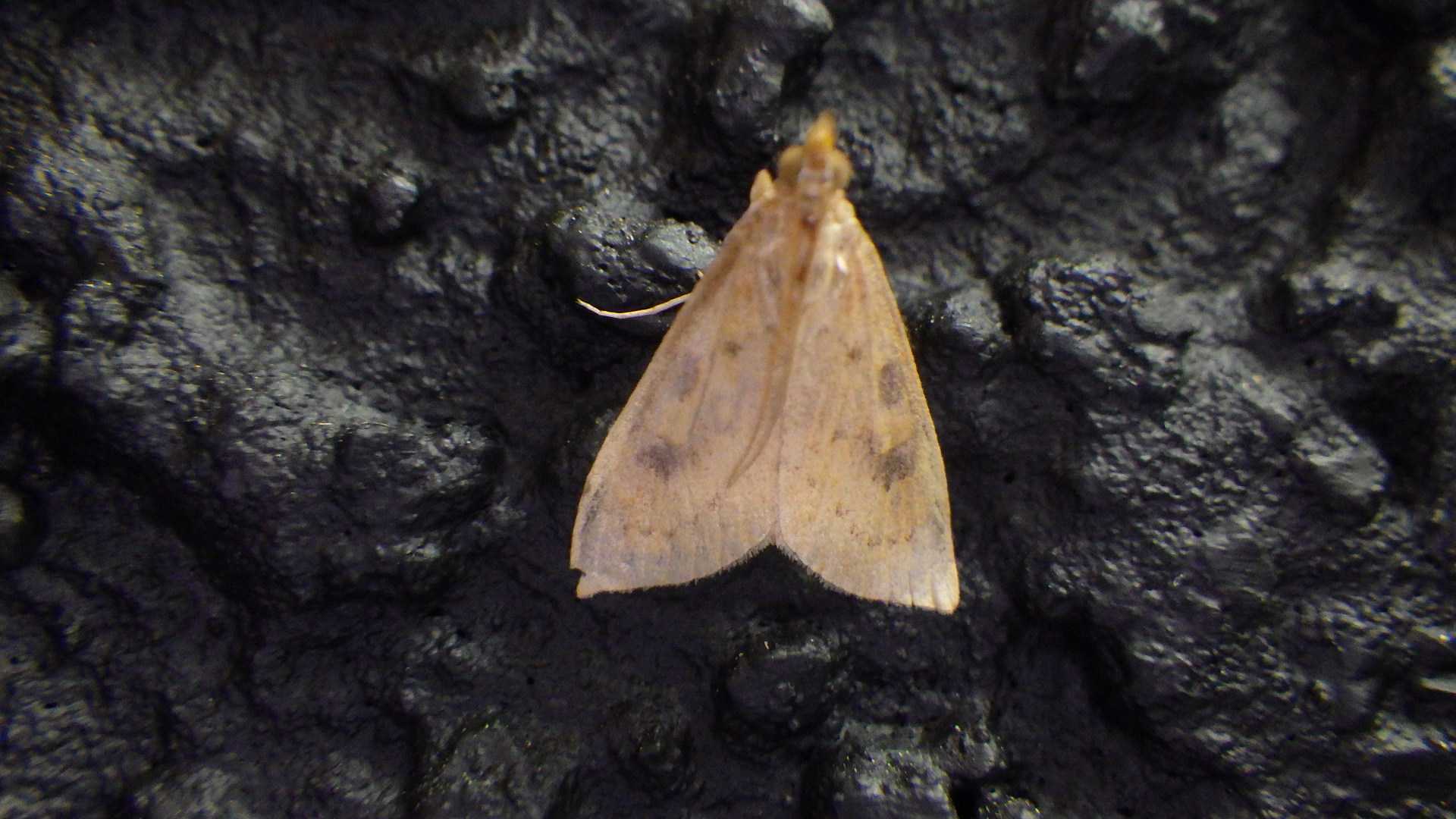 クロモンキノメイガ | ELFIN'S NOTE - 楽天ブログ