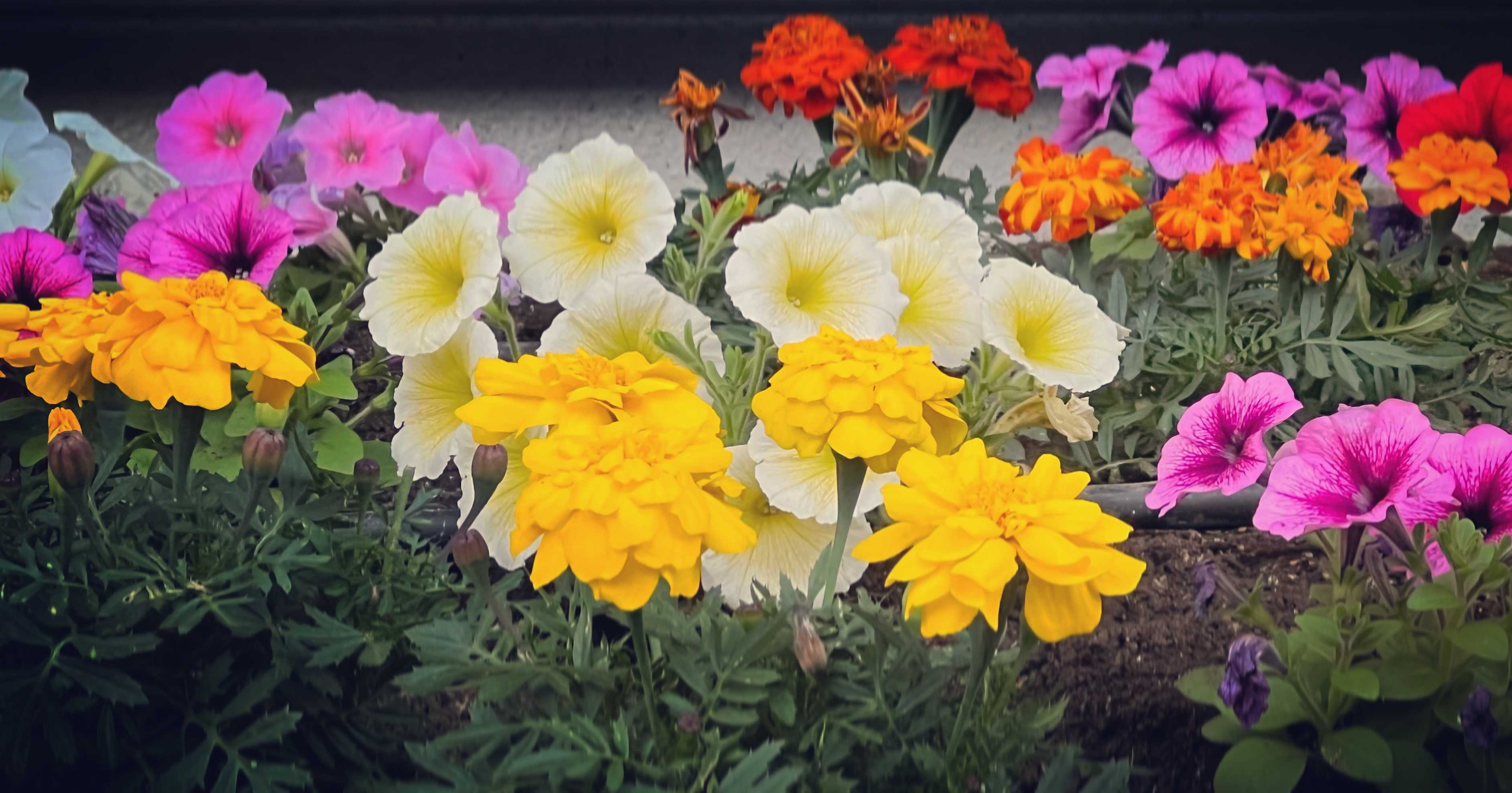 Precious Sunday | Life with Amour and Humanity - 楽天ブログ