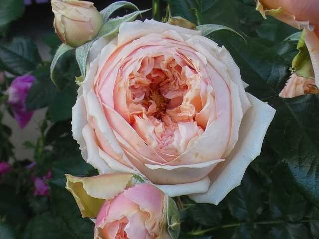 バラの初開花は7品種～エルトゥールル、かおり、スィートジュリエット、パヴィヨンドゥプレイニー、ポールネイロン、ルージュピエール | バラの美と ...