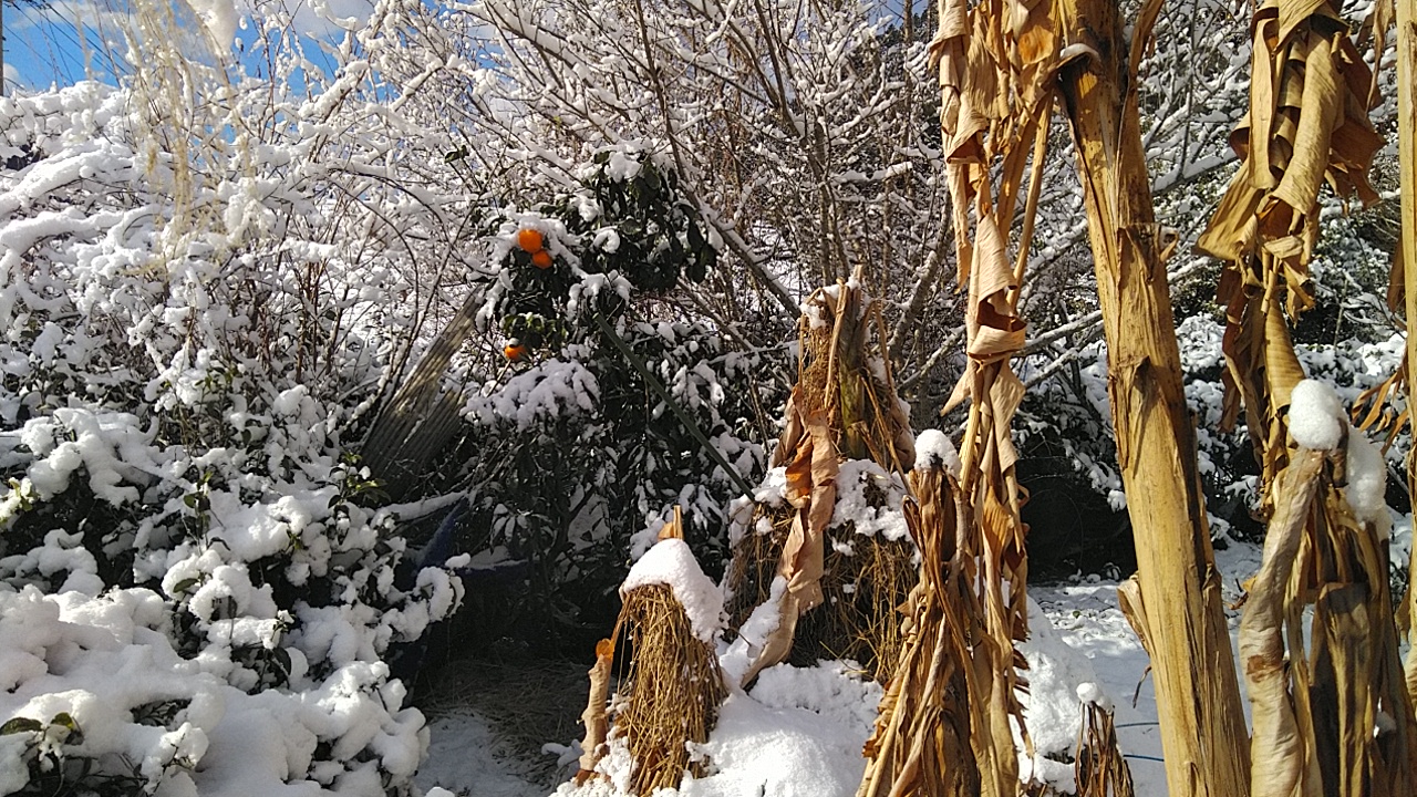 スキゾ逃農記 至善農園精舎 知足 離欲 精進編 | junbenのブログ - 楽天ブログ