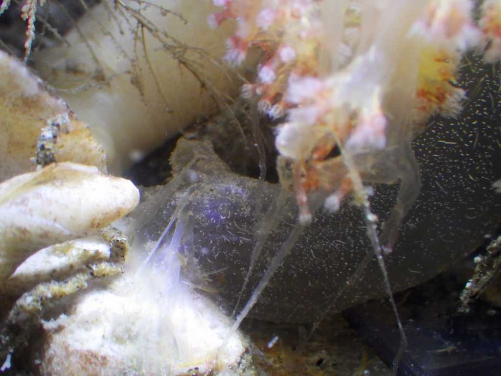 ウミトサカの仲間、とりあえず良好な経過 | 海水魚が好き！ - 楽天ブログ