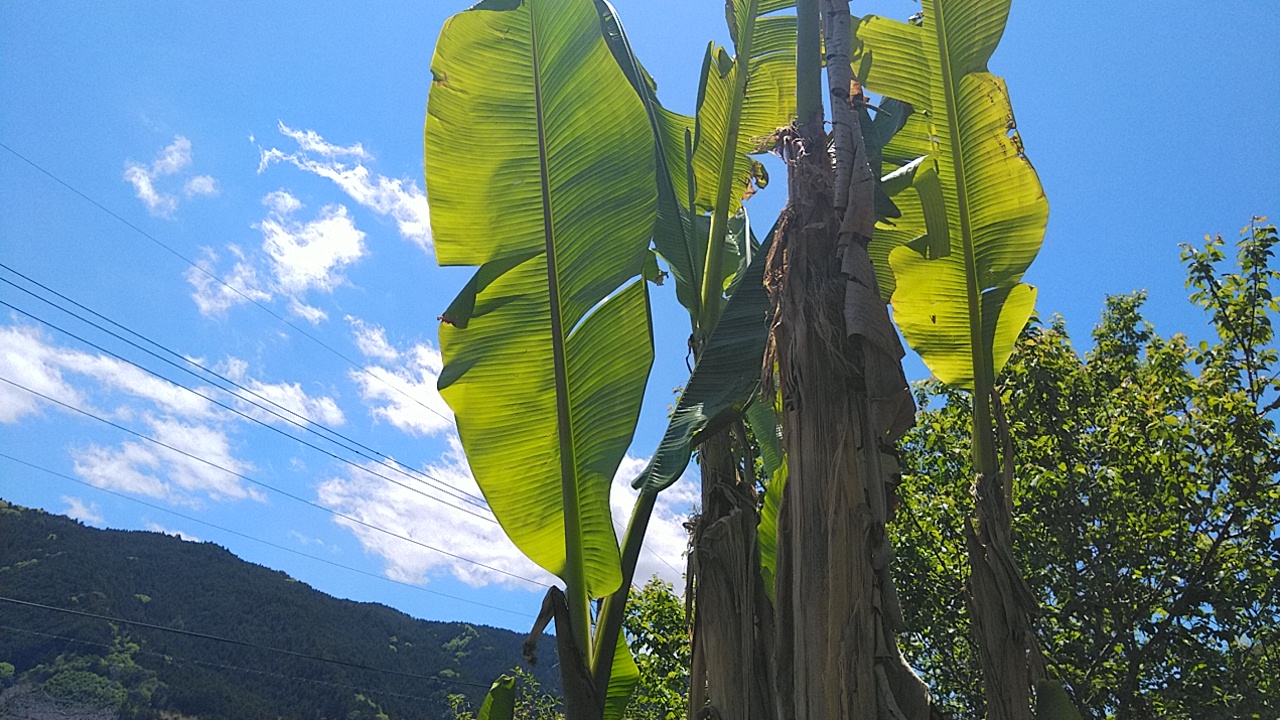 スキゾ逃農記 至善農園精舎 知足 離欲 精進編 | junbenのブログ - 楽天ブログ