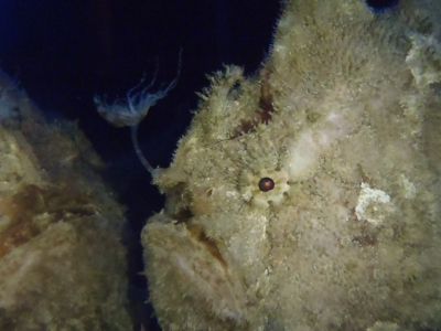 Antennarius indicus | 海水魚が好き！ - 楽天ブログ