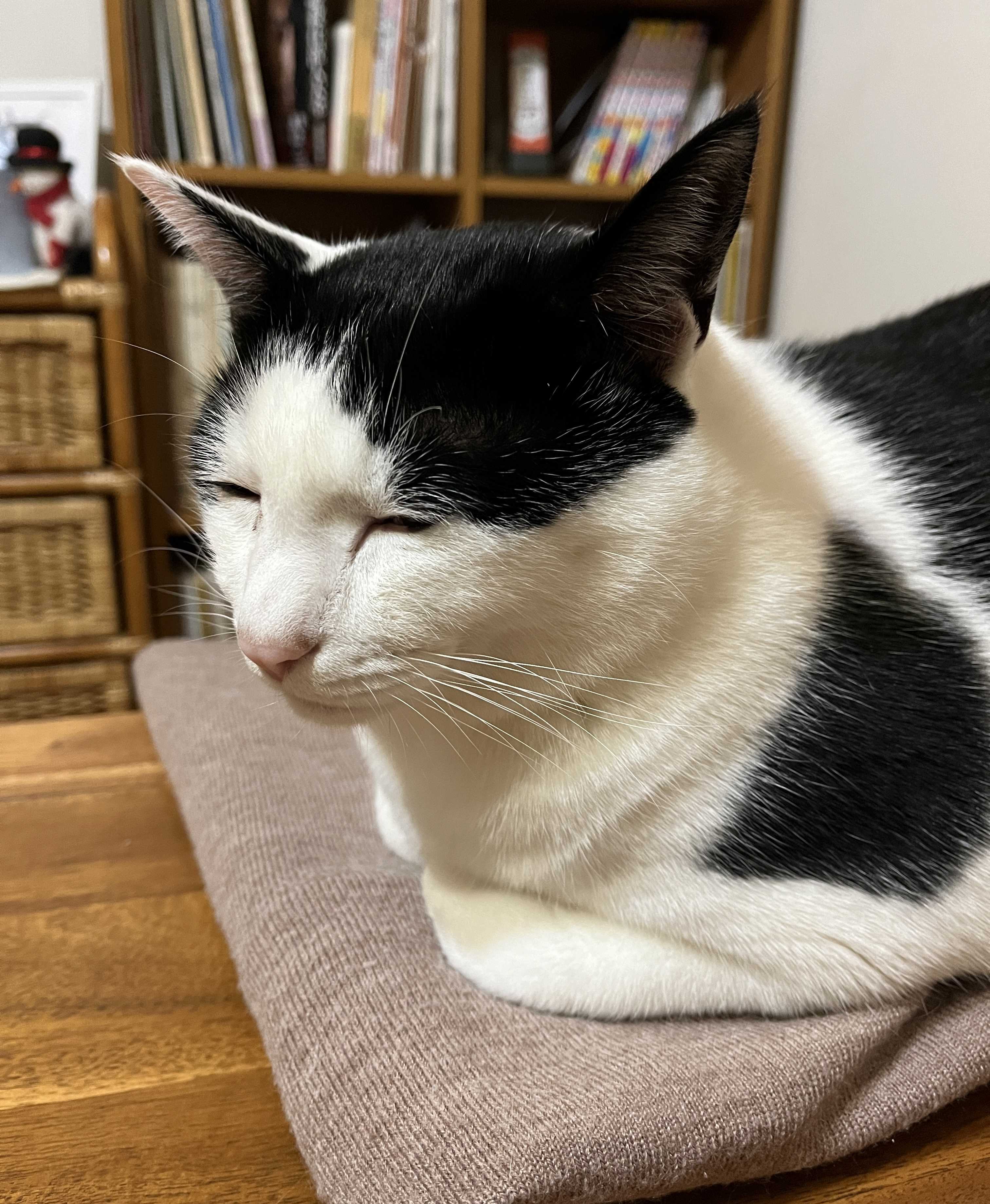 猫と休日 | しろねこのさんぽ - 楽天ブログ