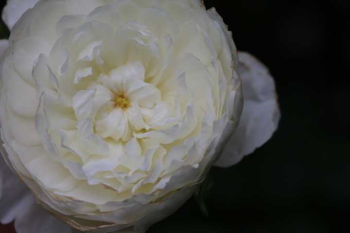 春のバラ ウィリアムアンドキャサリン | Searching My Garden - 楽天ブログ