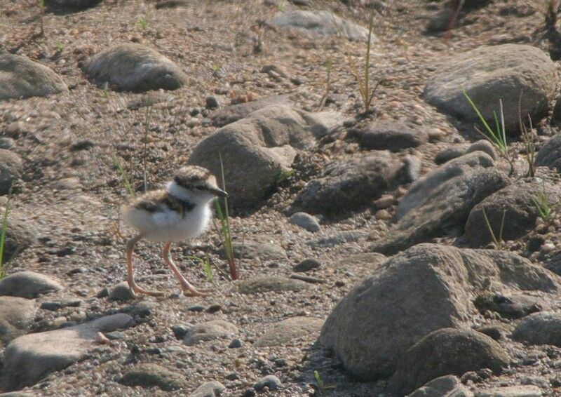 コチドリ ベィビー | 翡翠 徒然帳 - 楽天ブログ